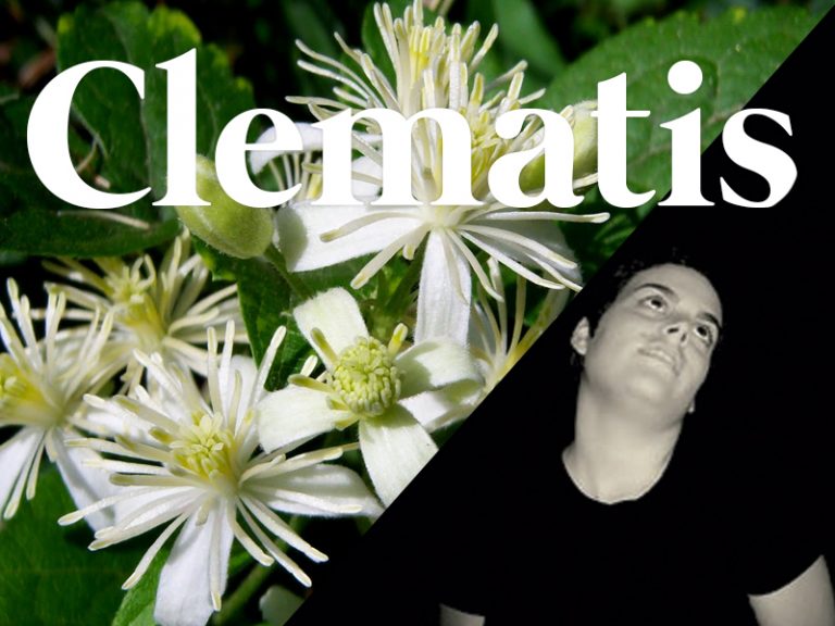 Clematis (Clemátide) - Flores de Bach - Escuela Andalusí
